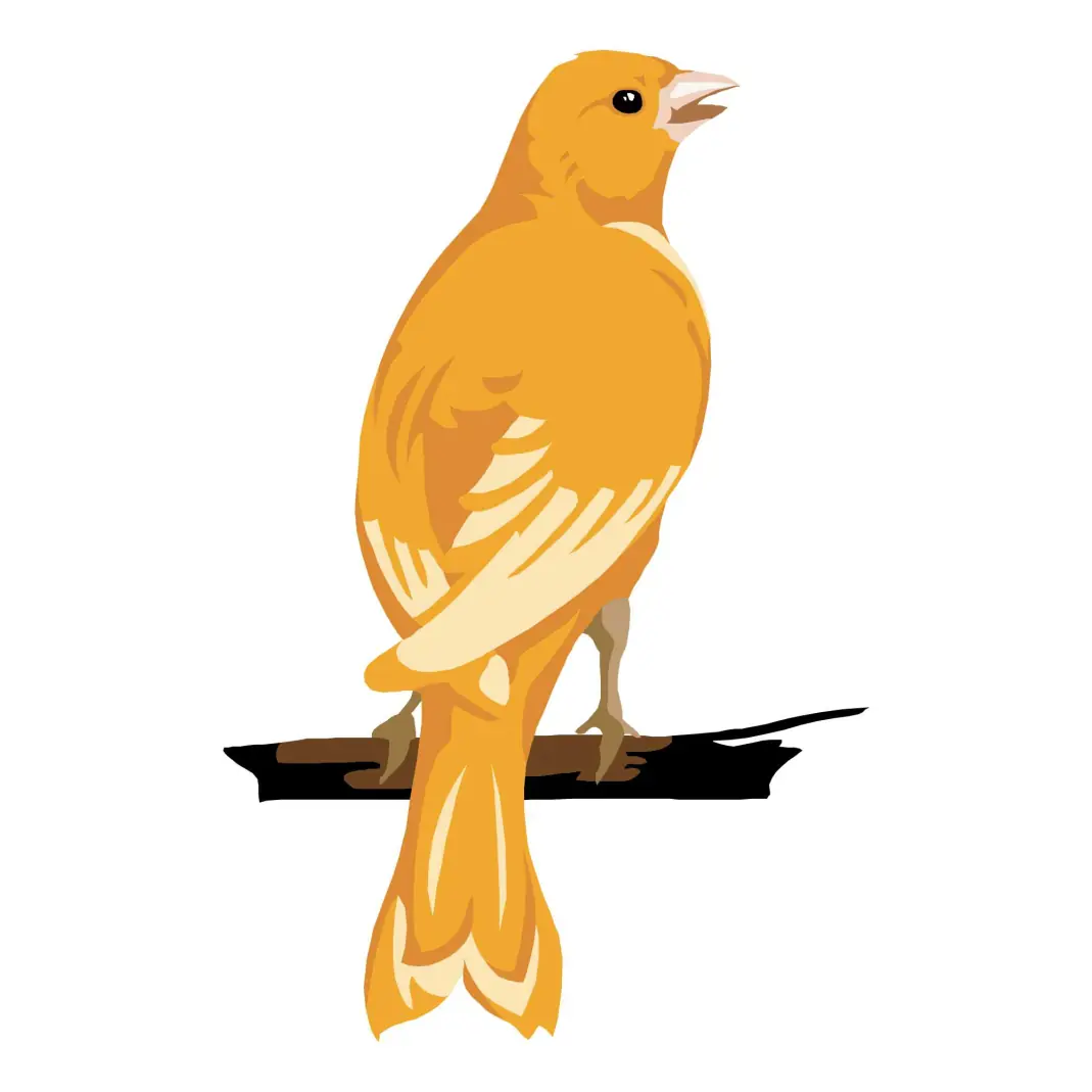 Bright Yellow Canary Bird Songbird Vector Free Illustration
